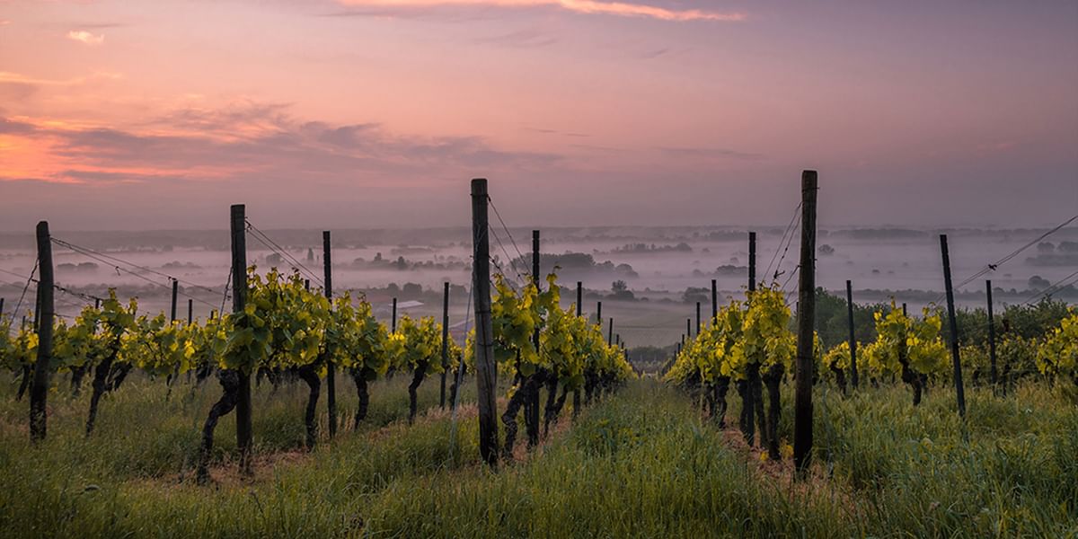 Cool and Warm Climate Wines | RIEDEL Australia